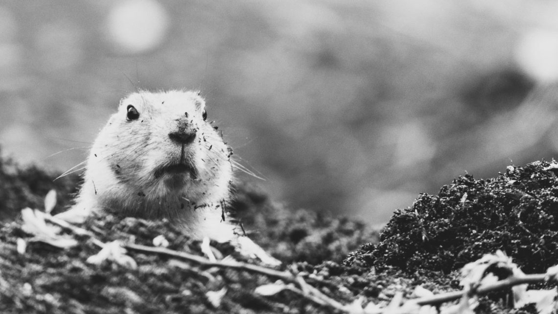 Kimúlt a kanadai sztármormota, mielőtt jósolhatott volna | 24.hu
