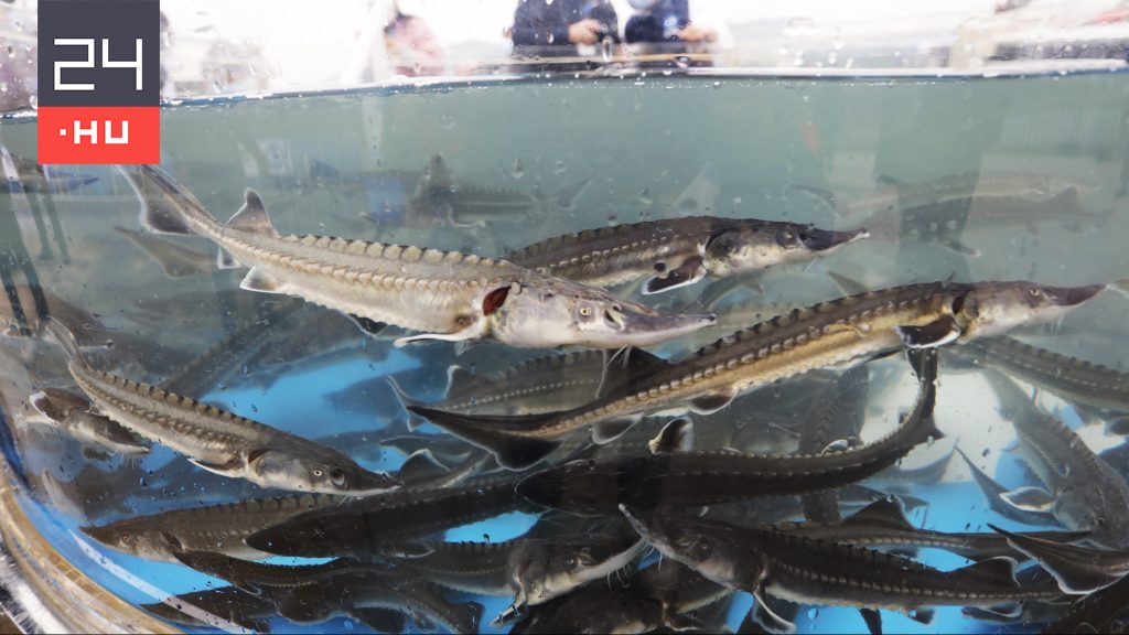 Több 10 ezer tokhalat telepítettek a Jangcéba | 24.hu