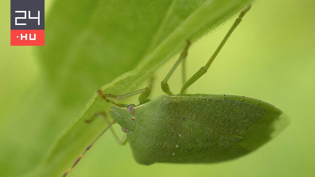 Ez lehet a poloskák elleni legjobb módszer | 24.hu