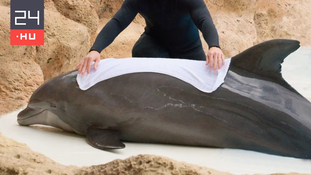 Szélerőmű okozhatta nyolc delfin pusztulását | 24.hu