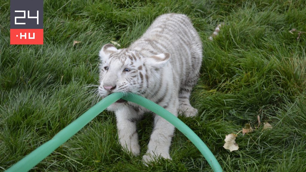 Kukába dobott fehér tigris kölyök életéért küzdenek az athéni ...
