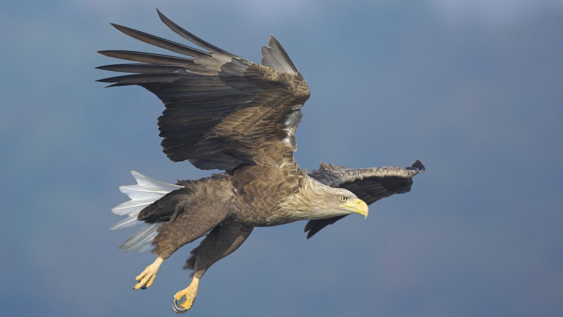 Megszámolták, hány ragadozó madár él Magyarországon | 24.hu