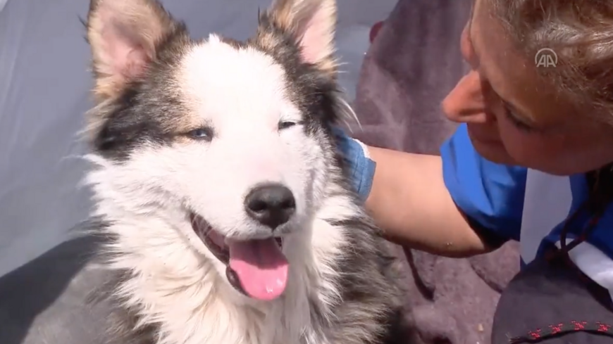 Egy husky 23 napot töltött víz és élelem nélkül a romok alatt ...