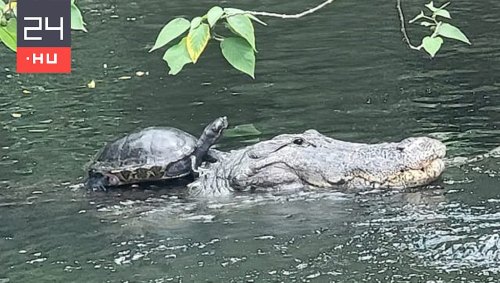 Megörökítették, ahogy egy aligátor hátán lovagol egy teknős | 24.hu