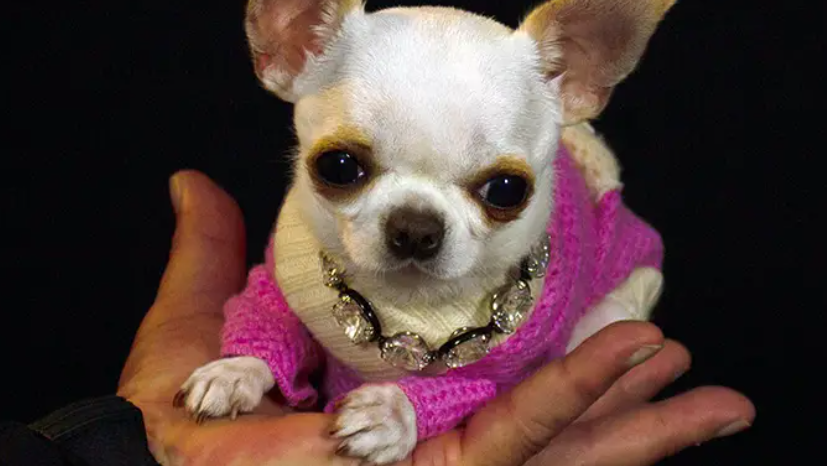 Kilenc centis csivava lett a világ legkisebb kutyája | 24.hu