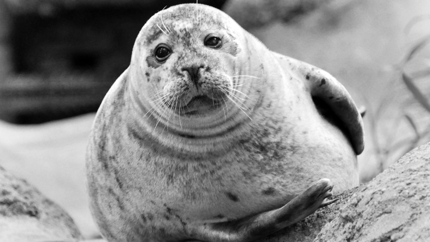 Elpusztult Budapest fókája | 24.hu