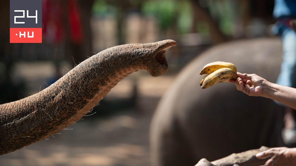 Ez az elefánt gyorsabban pucolja a banánt, mint az emberek | 24.hu