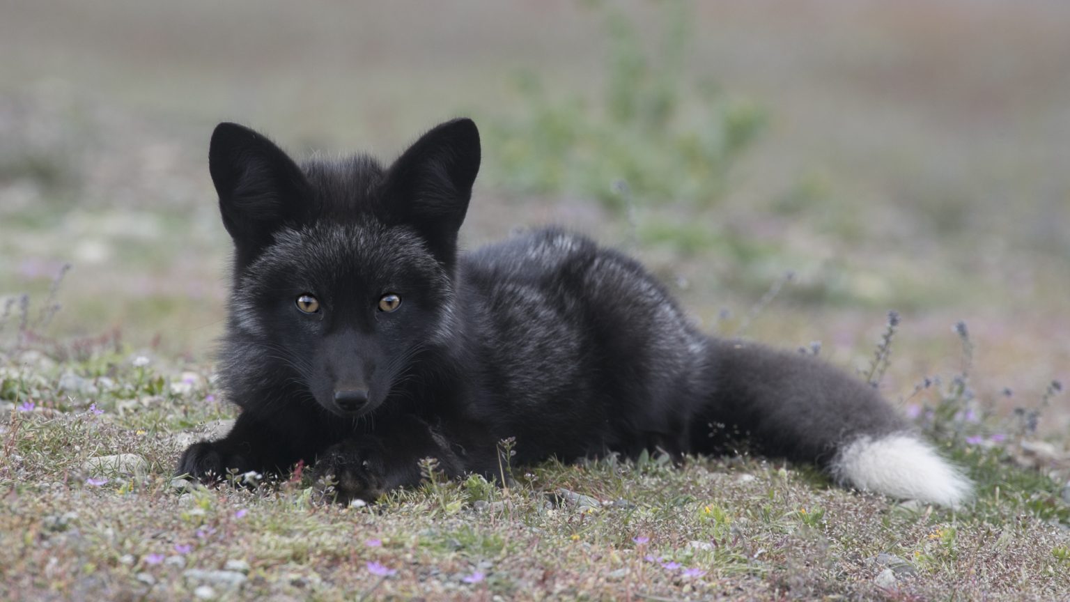 fekete róka | 24.hu