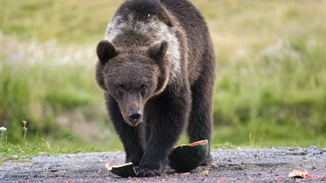 Medvét láttak a Bükkben | 24.hu