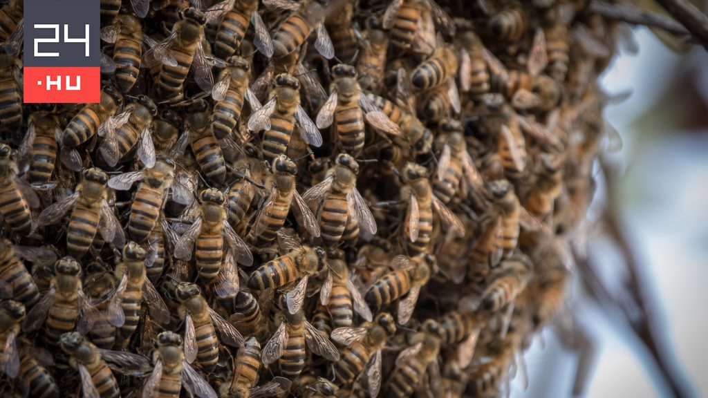 Túlélték a buszbalesetet, aztán méhraj csípett halálra több embert ...