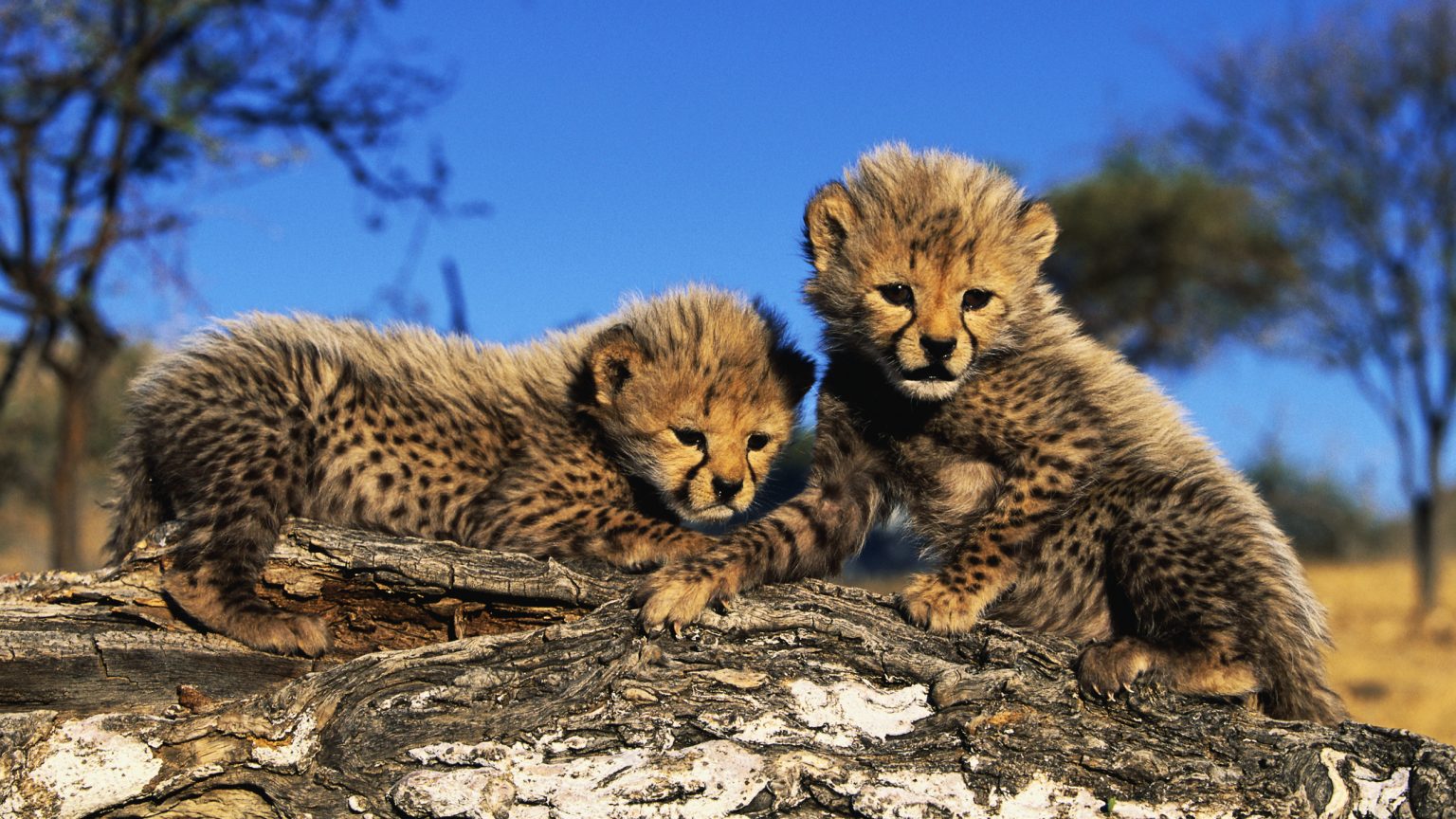 Elpusztultak a ritka, indiai gepárdkölykök | 24.hu