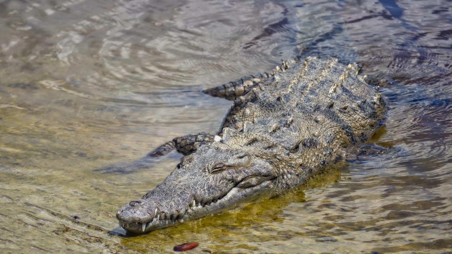 Hatalmas krokodil úszkált egy kerti medencében | 24.hu