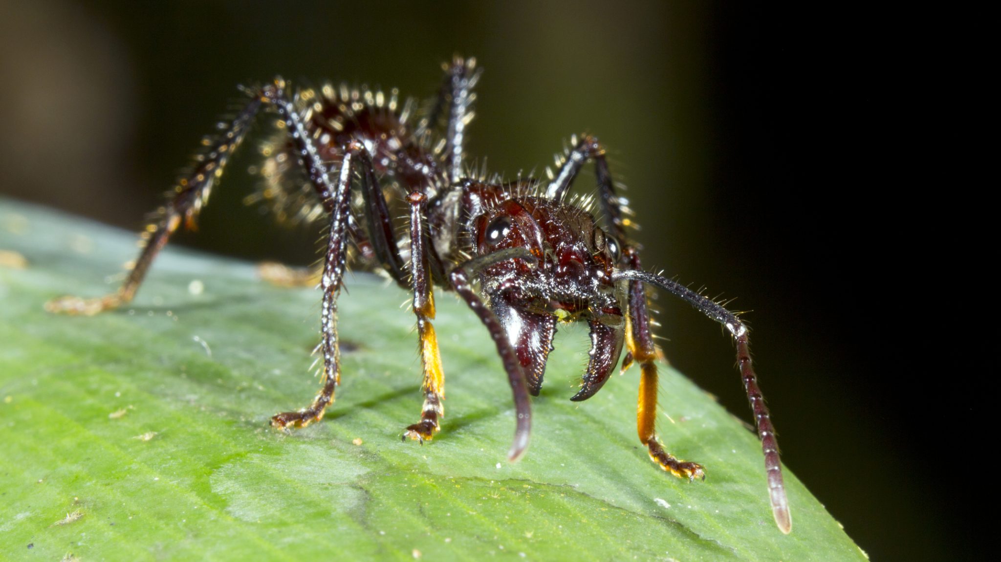 hangyacsípés | 24.hu