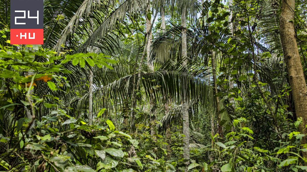 Hetekre elveszett az Amazonasban, megette a kutyáját, hogy túléljen | 24.hu