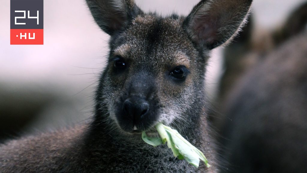Szökött kenguru jelent meg egy pestszentlőrinci kertben | 24.hu