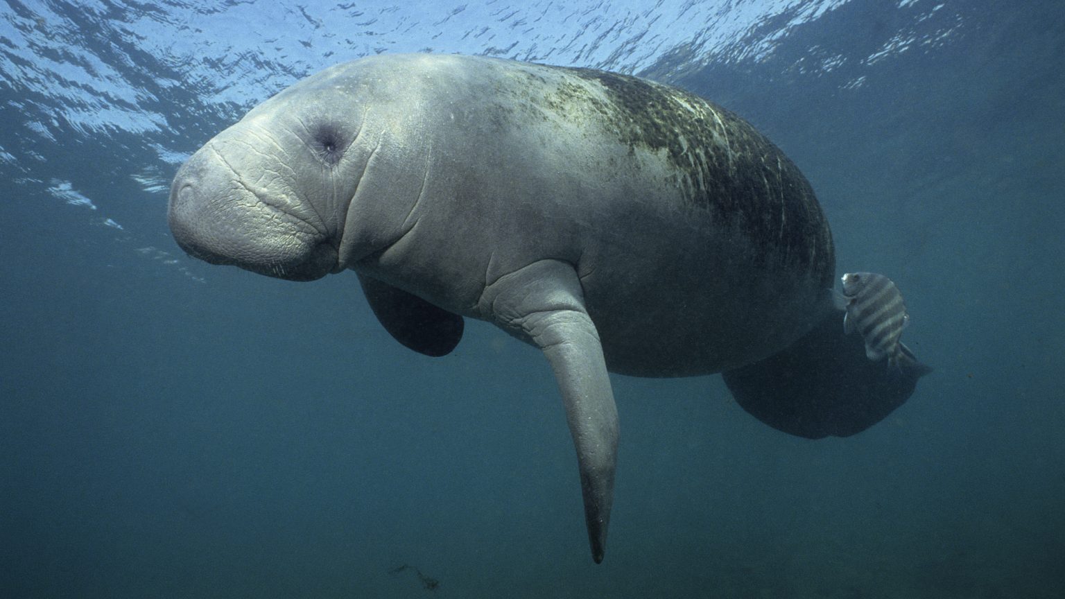 Homoszexuális párosodás miatt pusztult el egy akváriumi lamantin | 24.hu