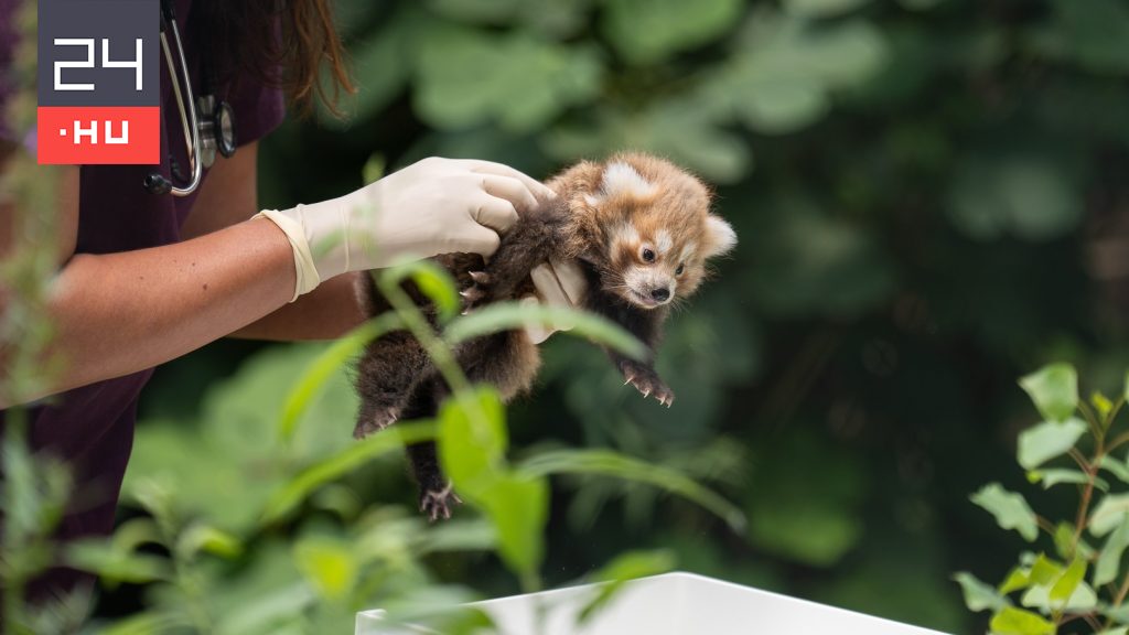 Vöröspanda-kölyök született a debreceni állatkertben | 24.hu