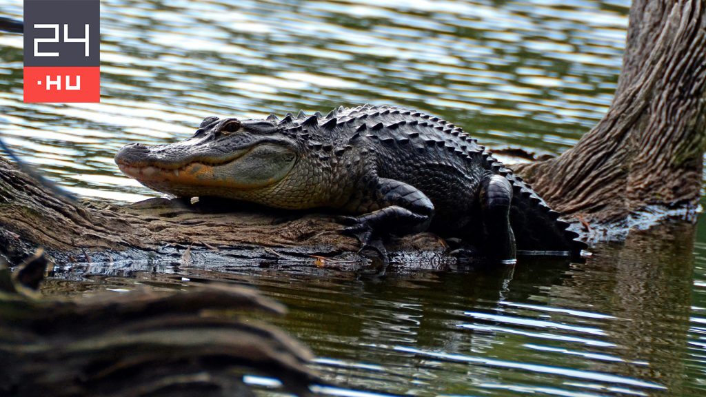 Ravasz aligátor bosszantja az amerikai rendőröket | 24.hu