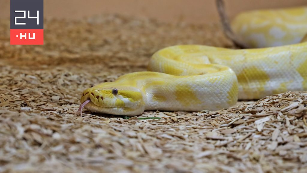Felfalta a család házi kedvencét a hatalmas kígyó | 24.hu