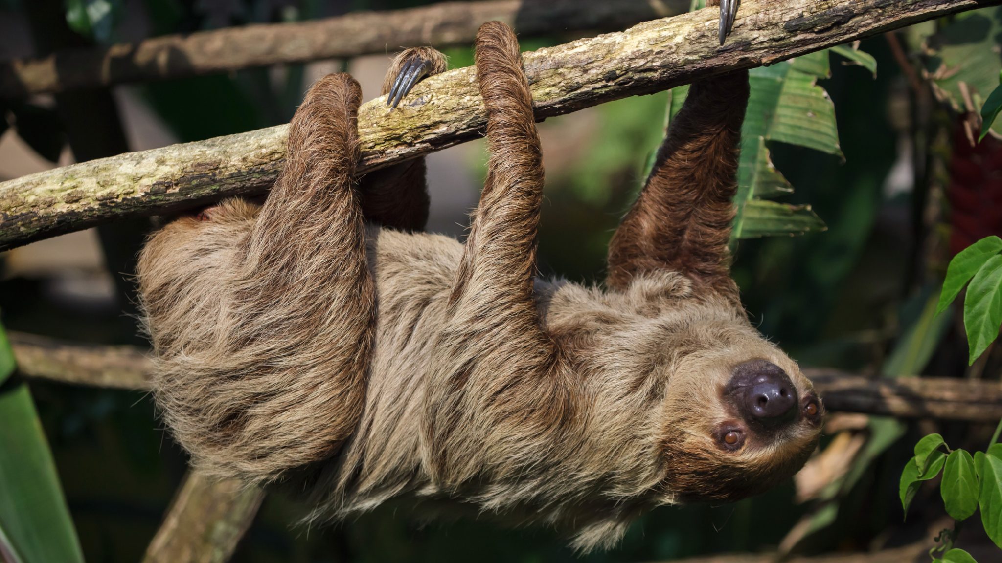 Videón, ahogy a lajhár legyőzi a támadó ragadozót | 24.hu