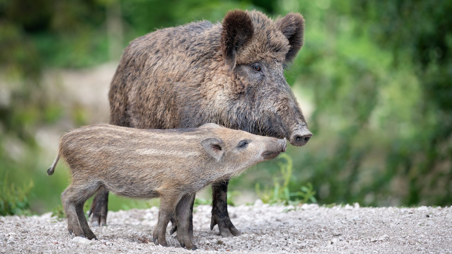 Kiderült, miért radioaktívak a német vaddisznók | 24.hu