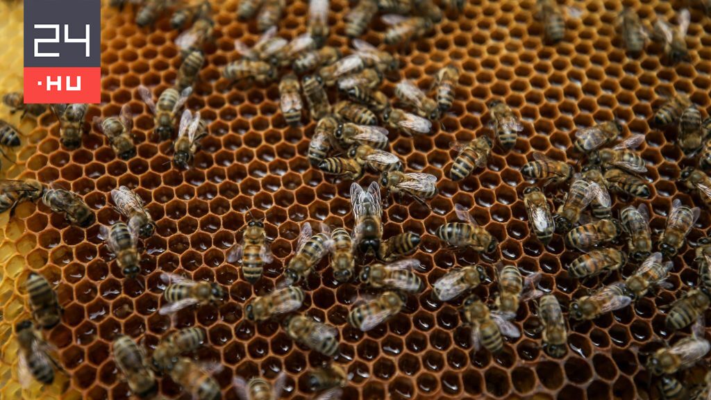 Méhraj támadt egy túrázóra az Alacsony-Tátrában, a hegyimentők ...