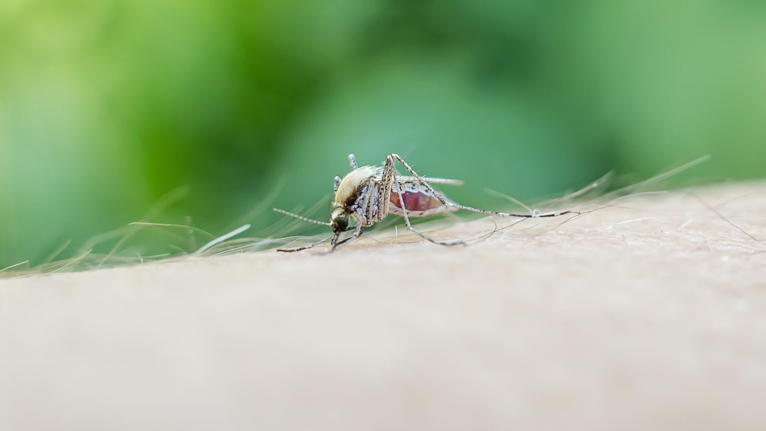 Szúnyogcsípés ölt embert Amerikában | 24.hu