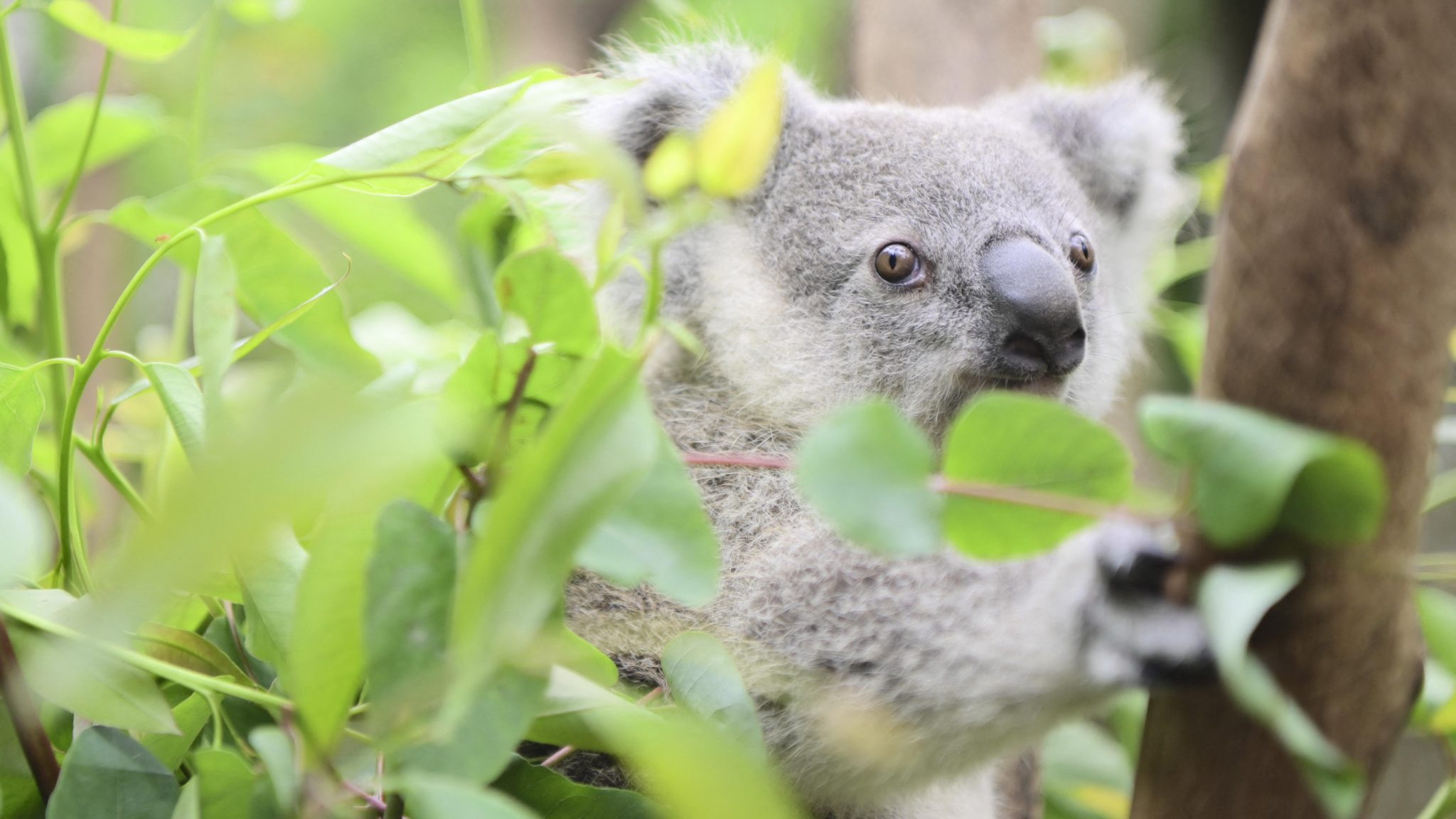 Ősi minikoalát találtak Ausztráliában | 24.hu