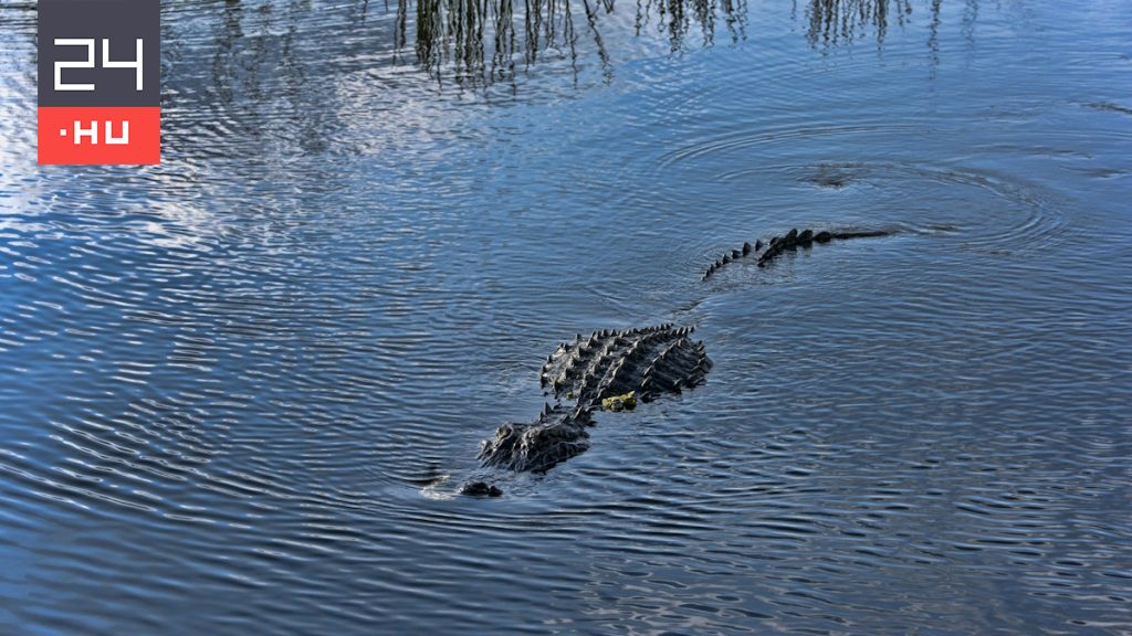 Egy ember holttestét vonszolta az aligátor – videó | 24.hu