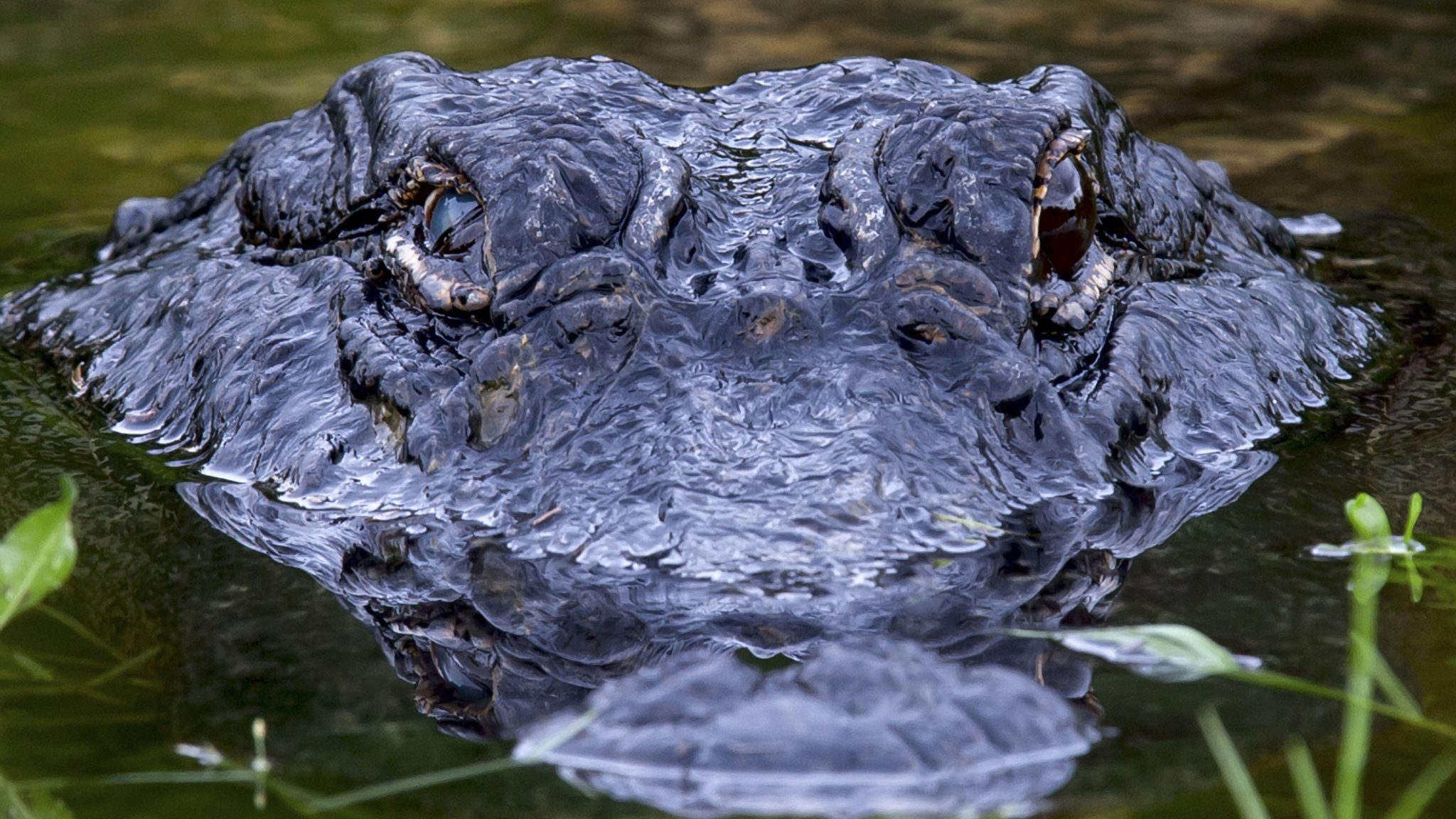 Négy órán át küzdöttek a gigantikus aligátorral | 24.hu