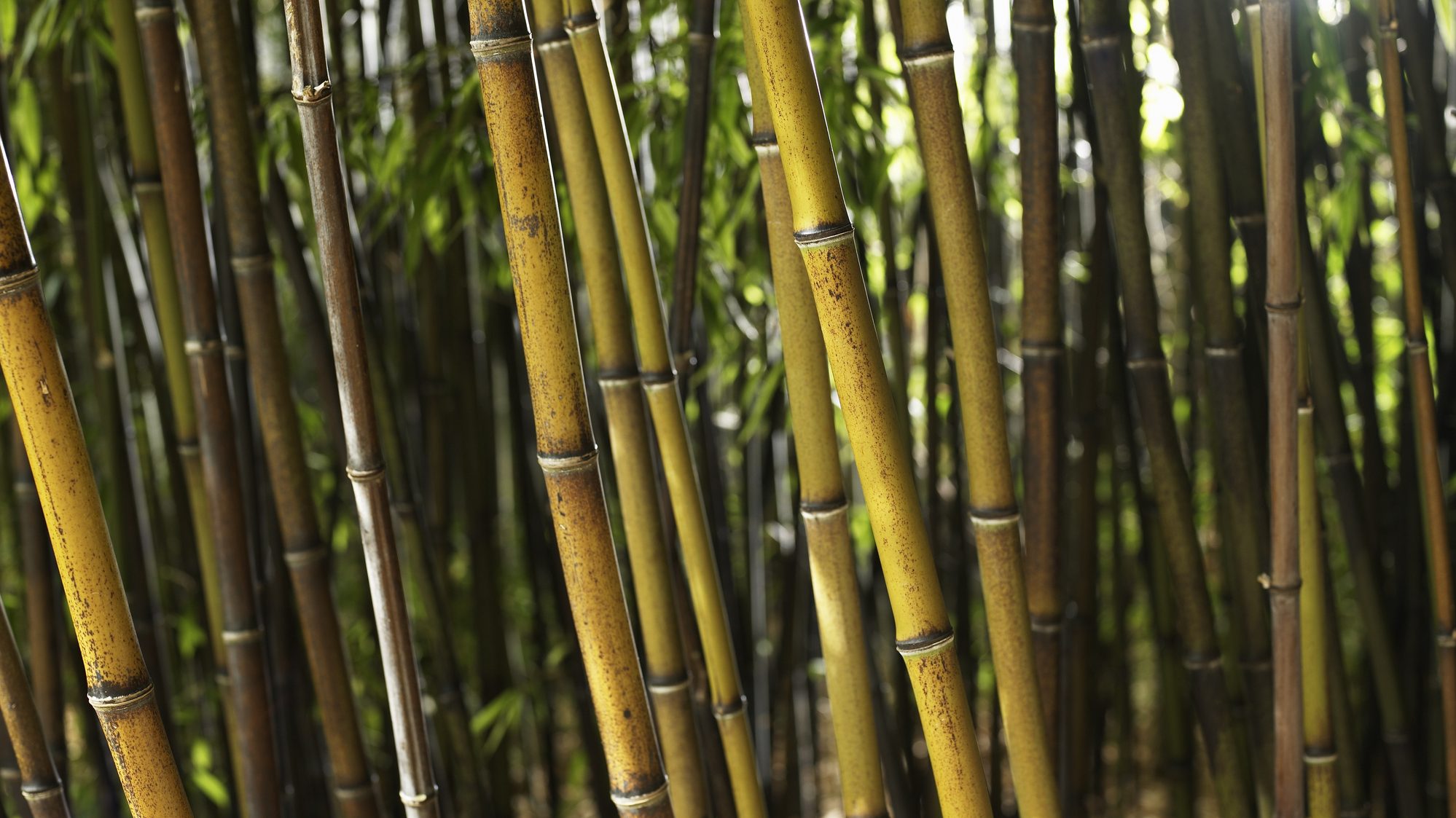 Ez a növény 120 évente egyszer virágzik | 24.hu