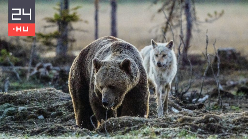 Videó: egyszerre csapott le a medve és a farkas | 24.hu