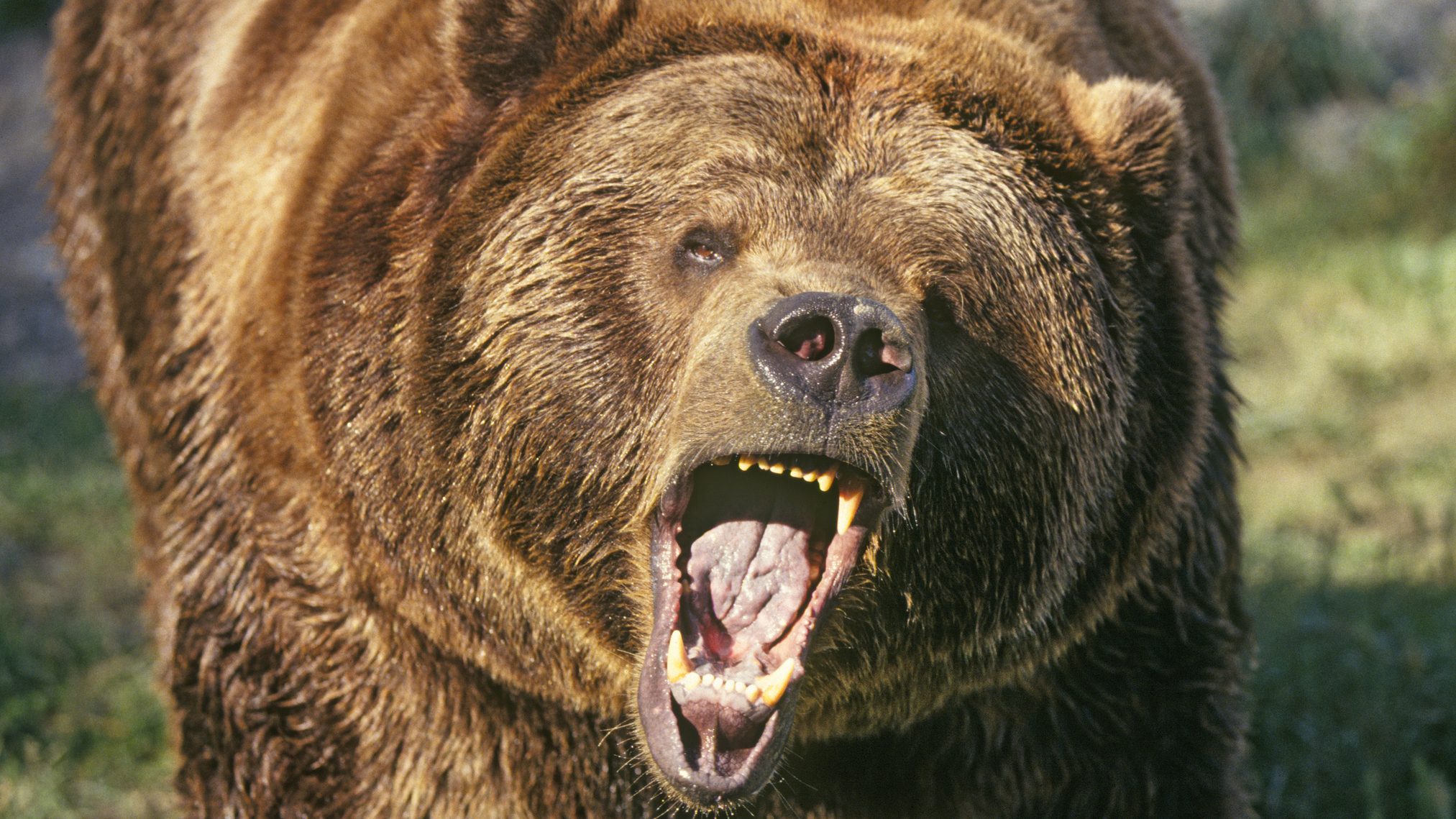 Fekete medvét marcangoló grizzlyt vettek videóra | 24.hu