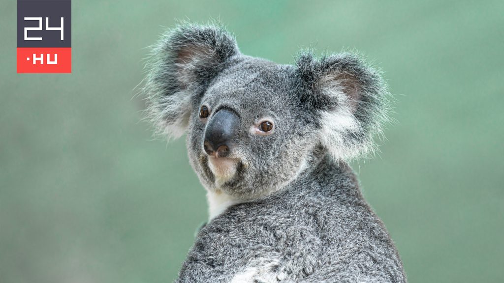 Többmilliós kárt okozott egy koala | 24.hu