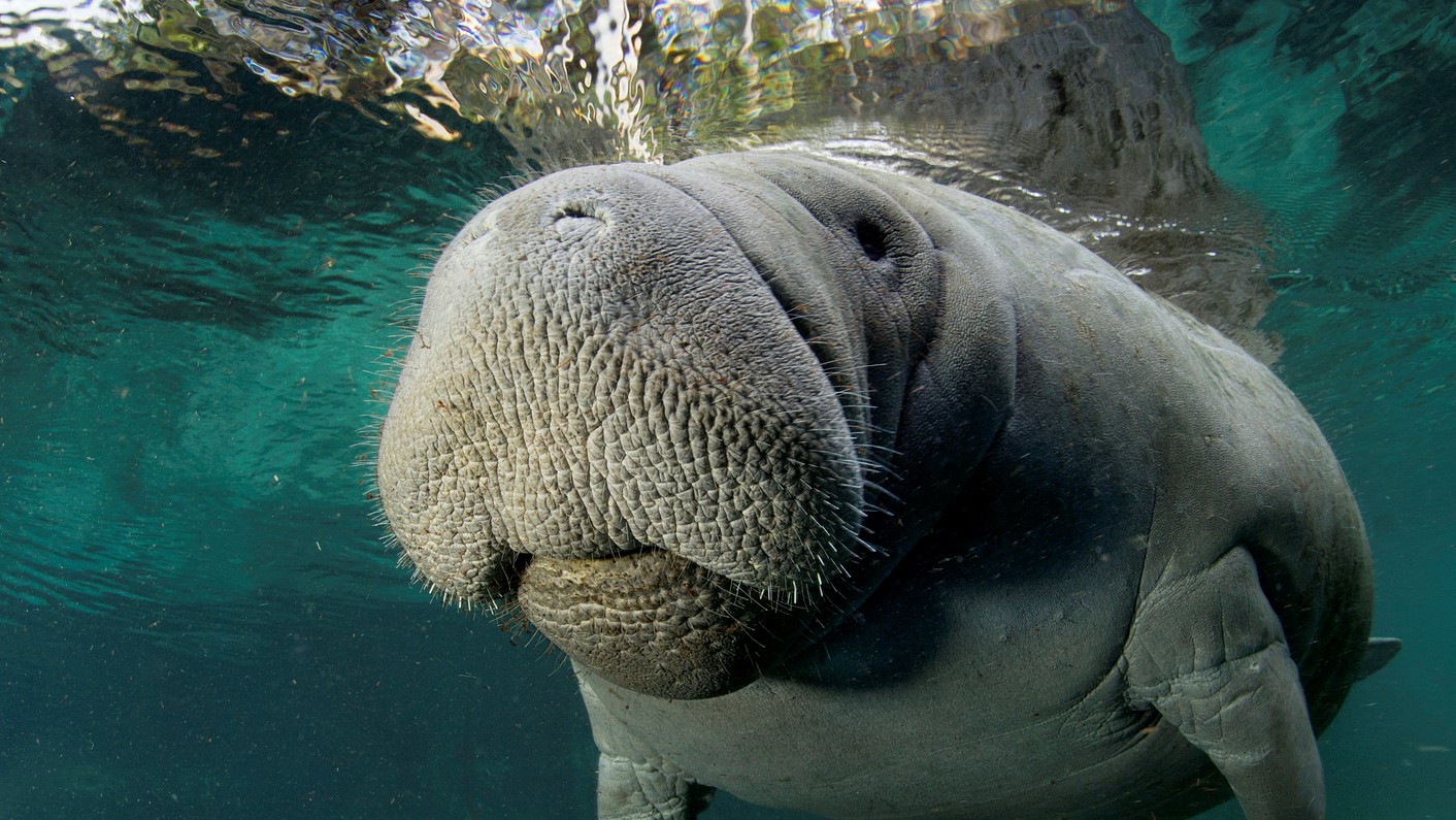 Meglepő helyen bukkant fel egy tengeri emlős | 24.hu