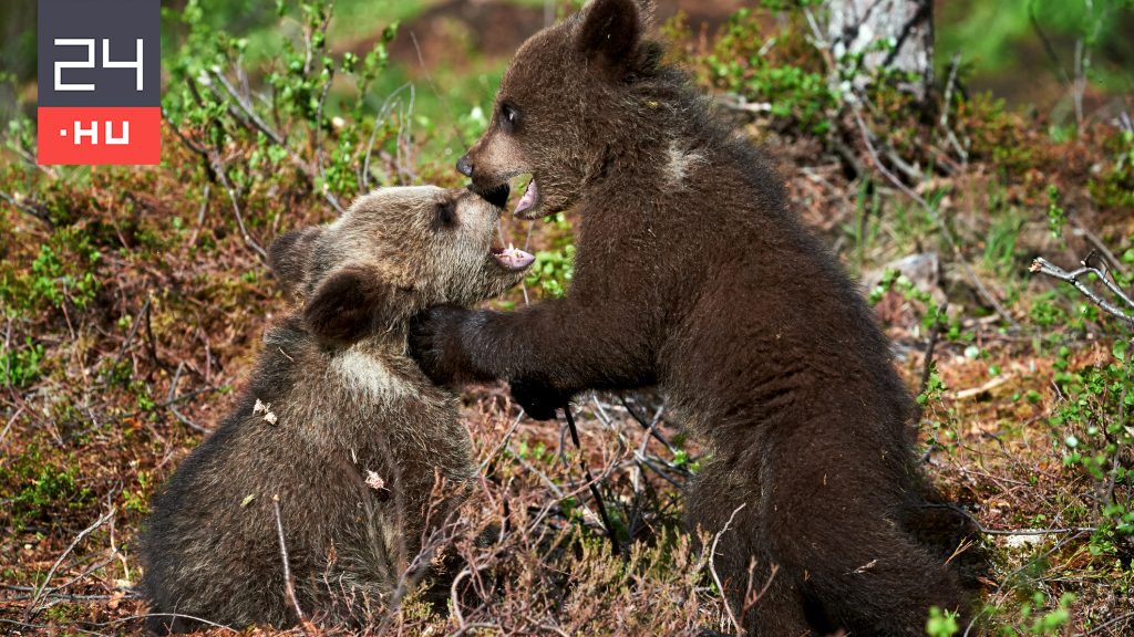 Kilőtték a híres medvét, keresik az elárvult bocsait | 24.hu
