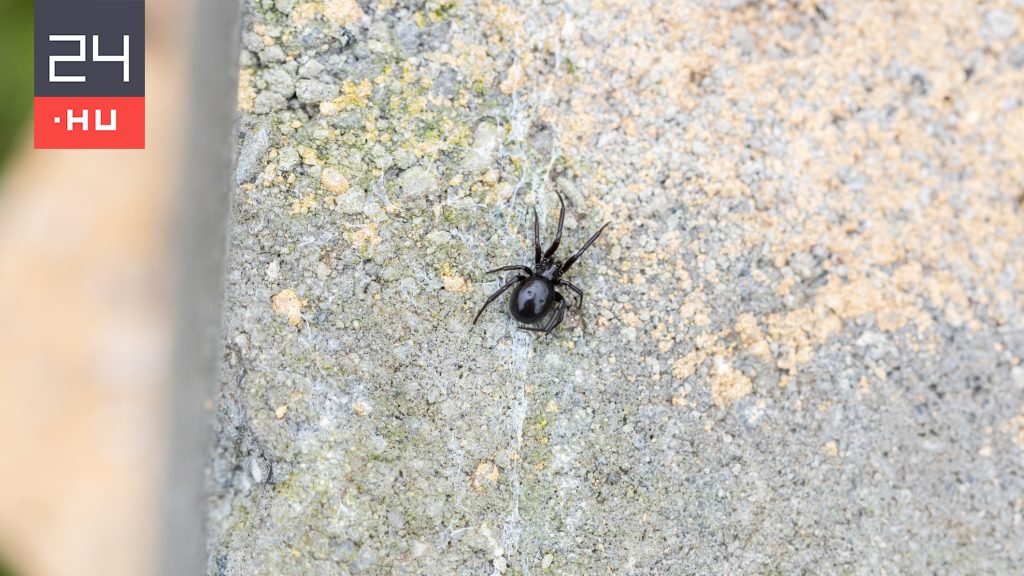 Arcon csípte egy pók, azt hitte, stroke-ja van | 24.hu