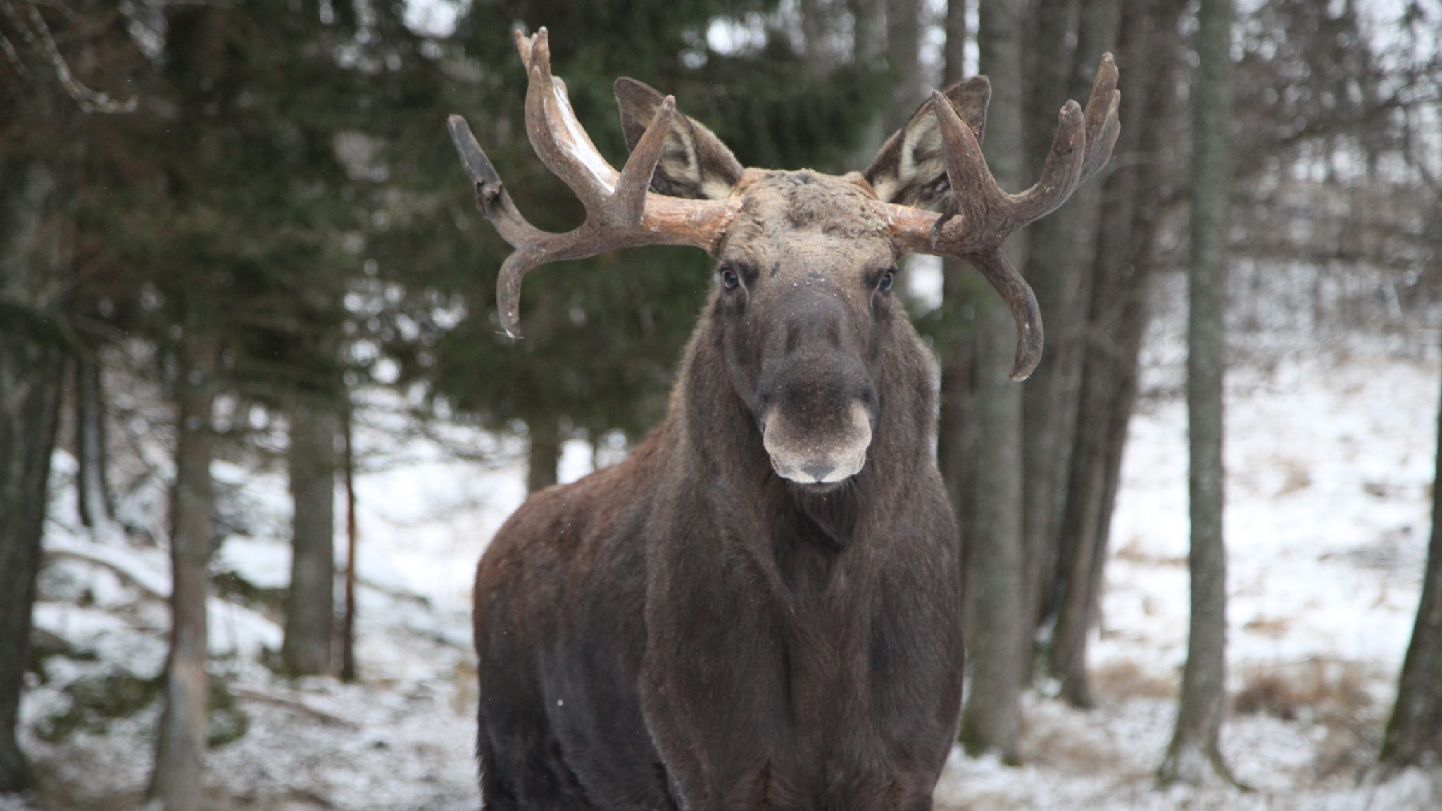 A világ legnagyobb szarvasa jelenhetett meg Magyarországon – videó | 24.hu