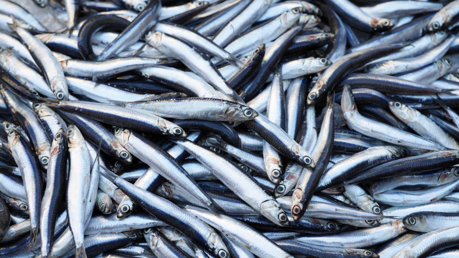 Miért büdös a hal? | 24.hu