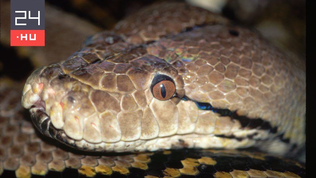 Hétméteres kígyó tartotta rettegésben a falut | 24.hu