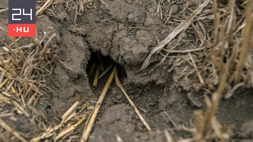 A Nébih nem engedélyezi a mezei pockok elleni teljes felületkezelést ...