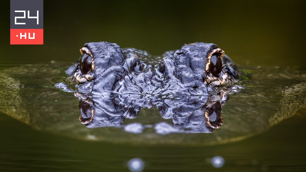Fejbe harapta a búvárt az aligátor | 24.hu