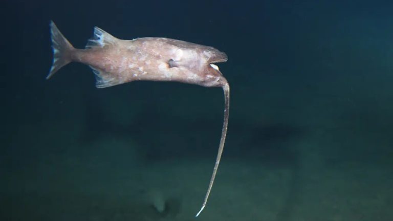 Ez a furcsa állat fejjel lefelé éli le egész életét | 24.hu