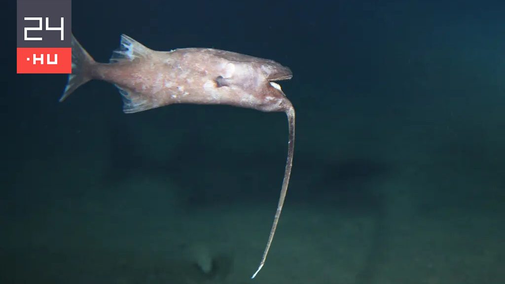 Ez a furcsa állat fejjel lefelé éli le egész életét | 24.hu