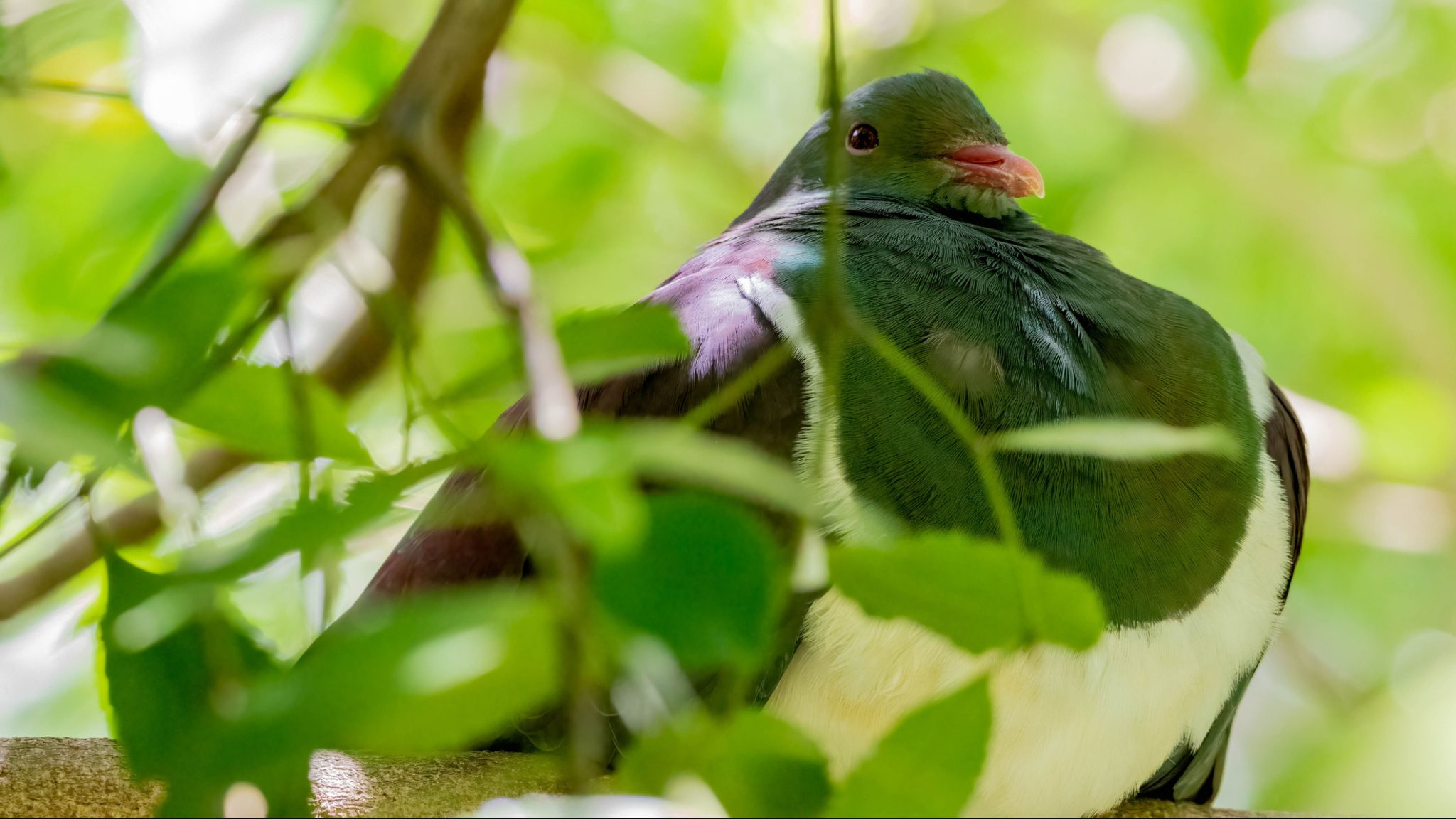 Ez a dagadt madár szinte folyton részeg | 24.hu