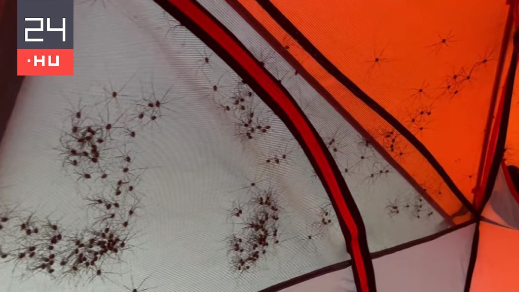 Arra ébredt, hogy valami mászkál a hálózsákjában – a sátorozók rémálmát ...