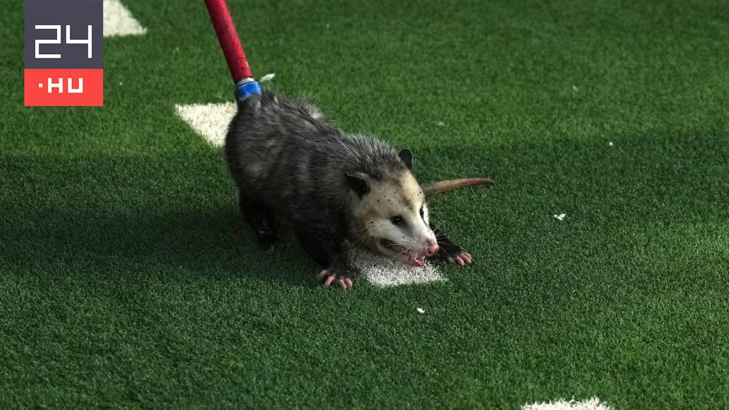 Egy oposszum lett az amerikaifutball-meccs legnagyobb sztárja | 24.hu