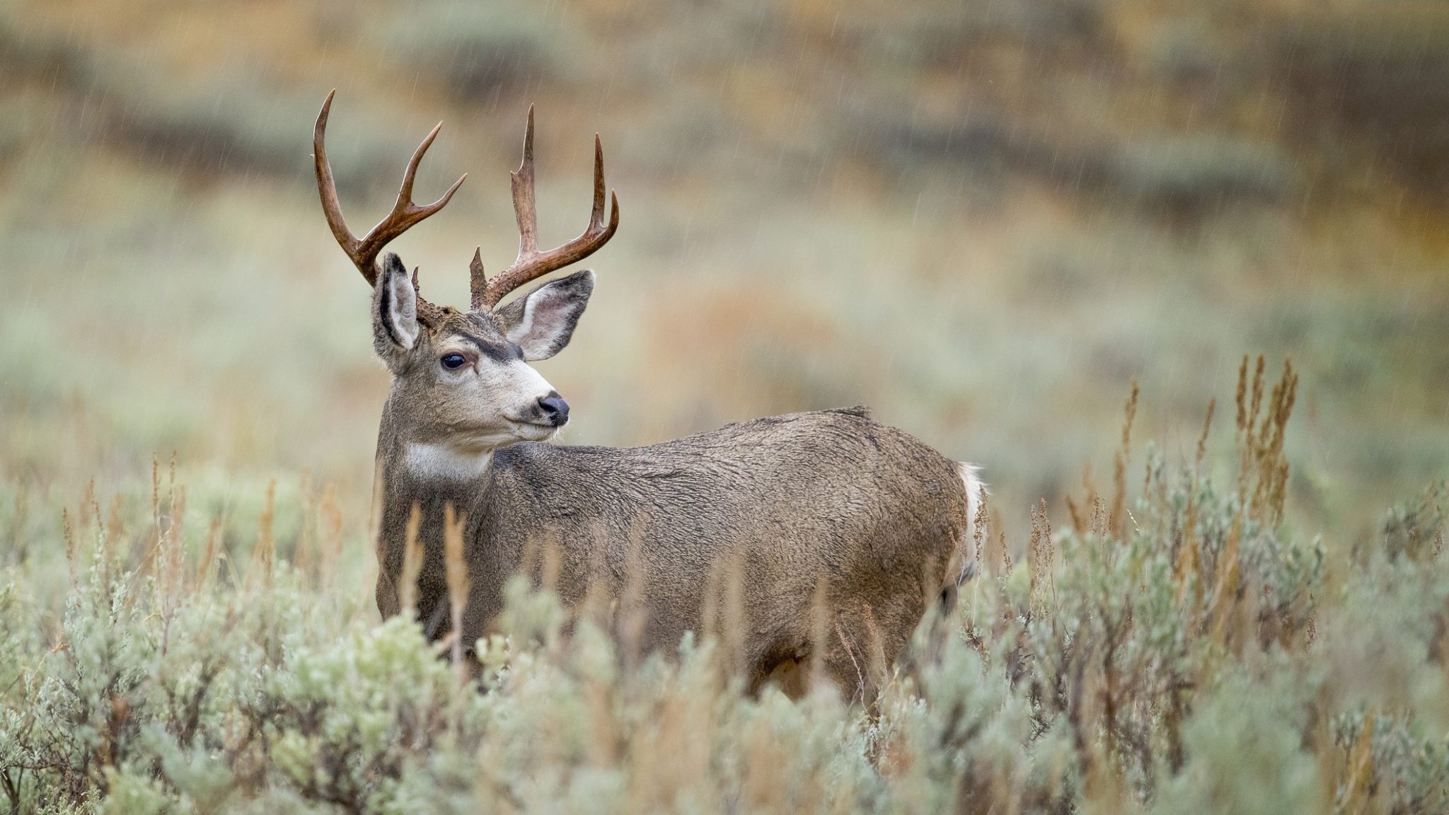 A Yellowstone-t is elérte a szarvasokat tizedelő zombikór | 24.hu