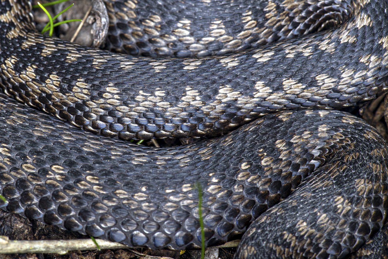Az orvosok is ritkán látnak ilyet: hetekig tartó szenvedést okozott a ...