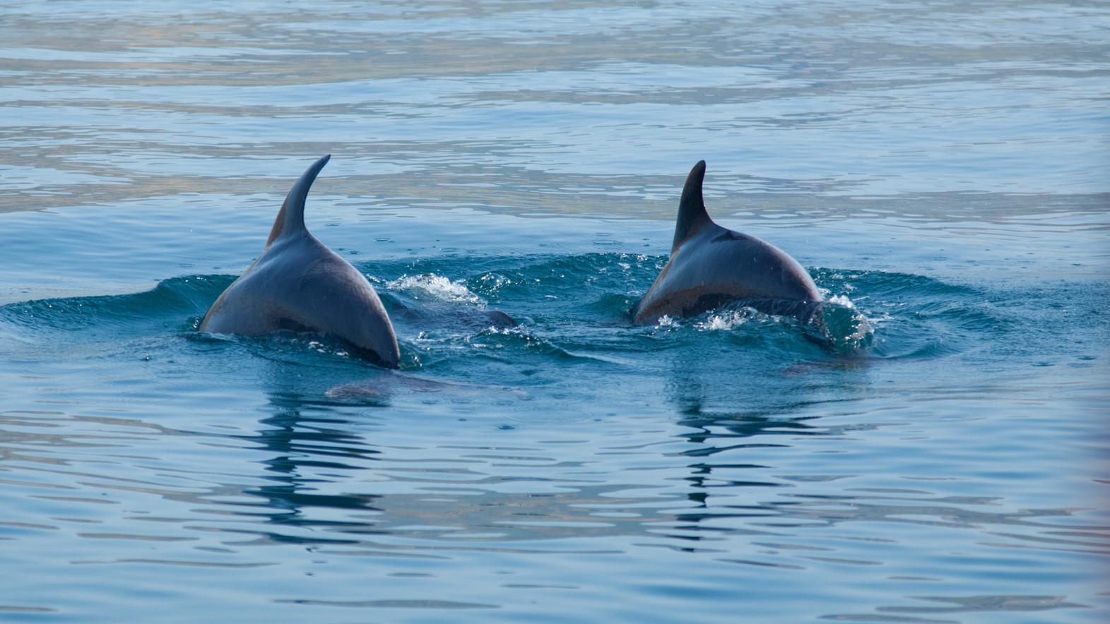 Orosz katonai delfinek szökhettek el | 24.hu